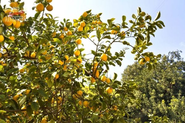 The best plants for a Spanish garden | Our Spanish Adventures