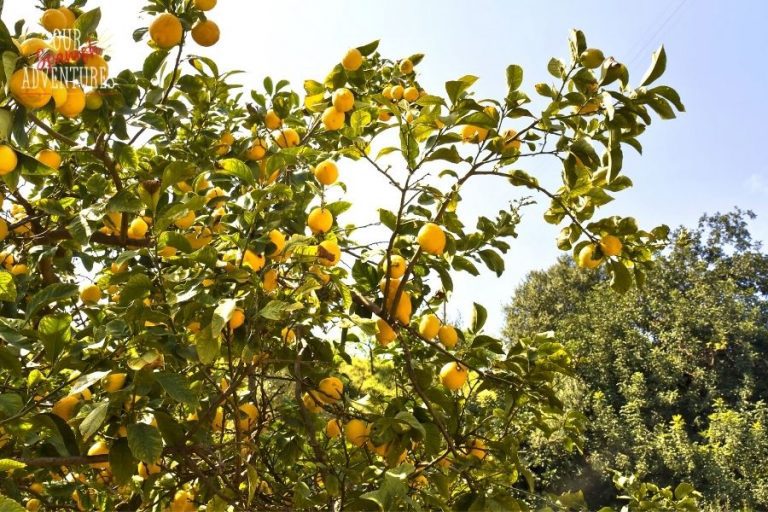 The best plants for a Spanish garden | Our Spanish Adventures | Spanish ...