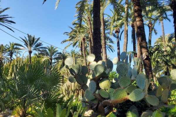 Ultimate guide to Elche: things to do and places to visit | Our Spanish ...