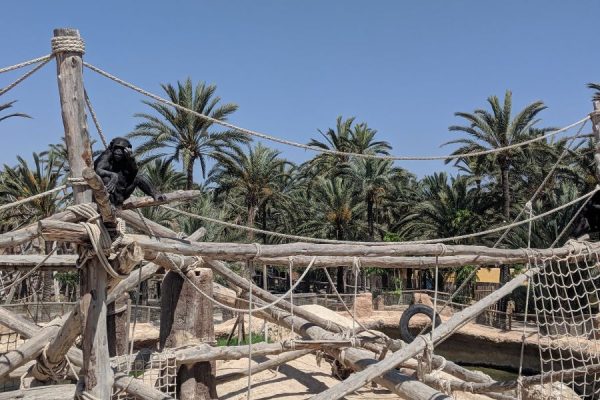Ultimate guide to Elche: things to do and places to visit | Our Spanish ...
